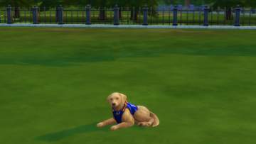 Mod The Sims - Service Dog Harnesses and Bandanas
