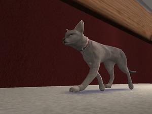 Mod The Sims - Sphynx - Cat Breed