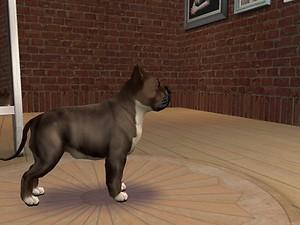 Mod The Sims - American Bully / Pitbull / Staffordshire - The Simlish ...