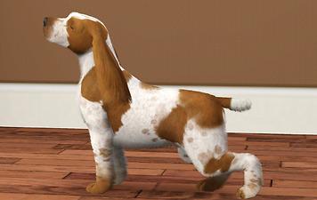 Mod The Sims - Missis and Oliver - English Cocker Spaniels