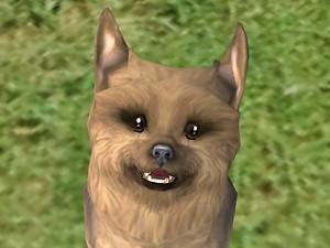 Mod The Sims - Yorkshire Terrier