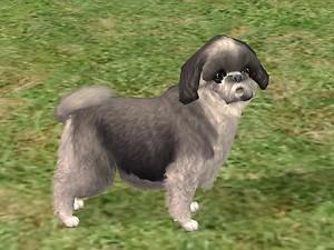Mod The Sims - Shih Tzu