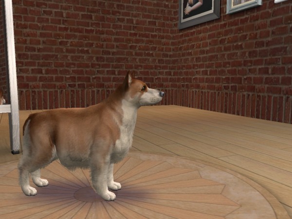 Mod The Sims - Welsh Corgi Pembroke