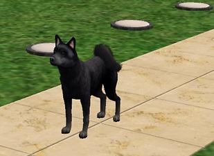 Mod The Sims - My Pet Monster, a Pom/Shih tzu/Maltese mix