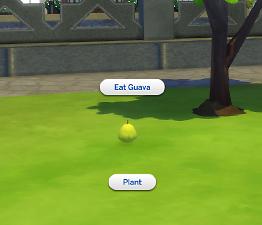 Mod The Sims - Harvestable Season fruit tress - Mango, Guava, Plum