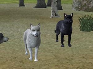 Mod The Sims - The wolf pack