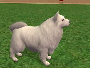 Mod The Sims - Samoyed-My Version