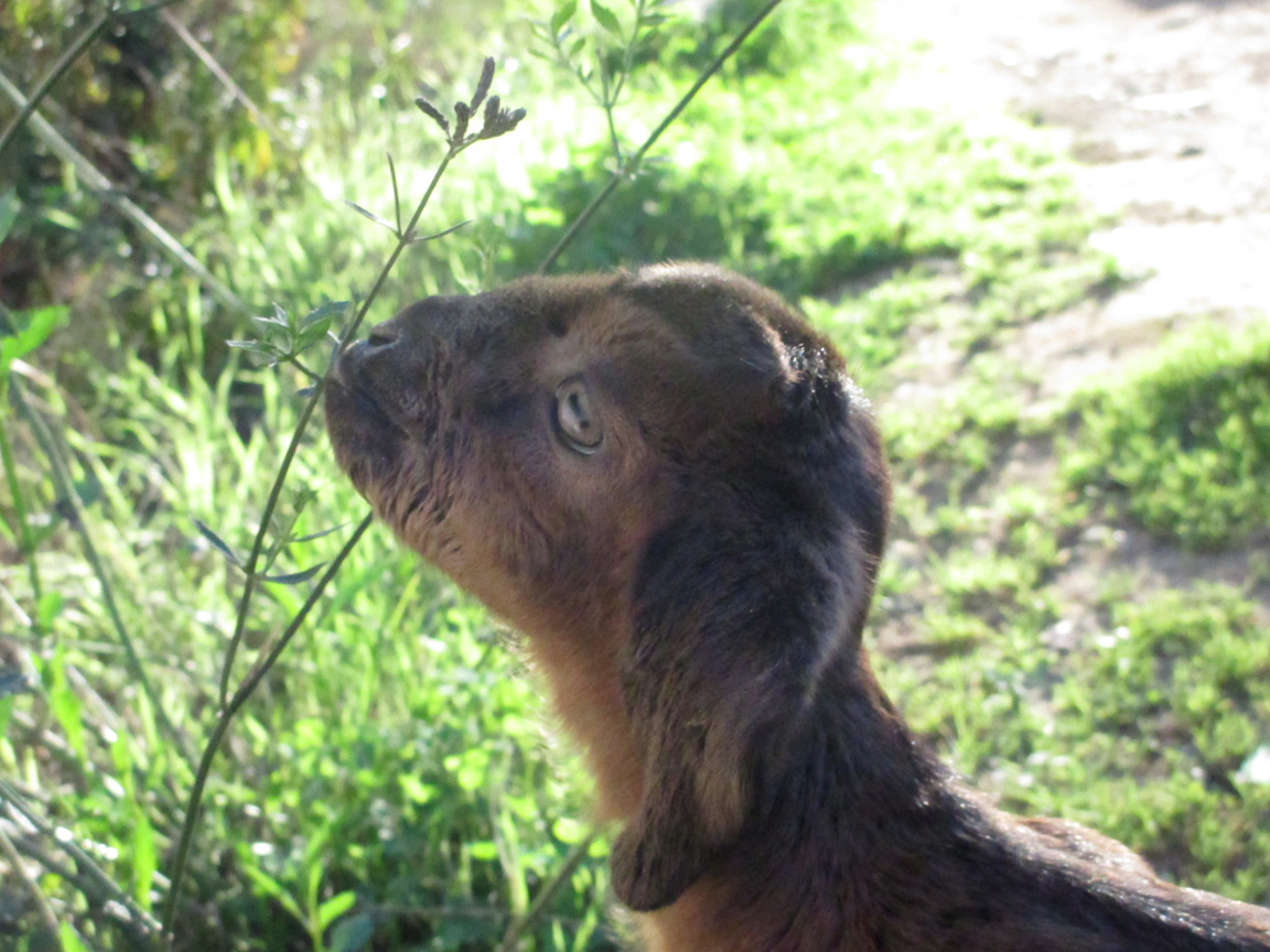 Mod The Sims - Rescued a baby goat
