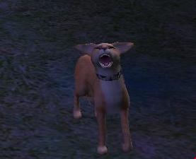 Mod The Sims - Feisty little Fennec Fox!