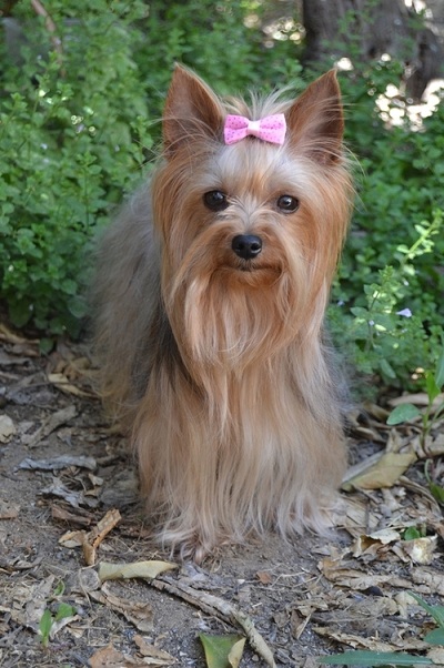 Mod The Sims - Yorkshire Terrier