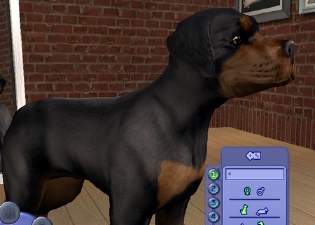 Mod The Sims - Sacremento, the Rottweiler
