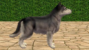Mod The Sims - Siberian Husky for Sims 2 :)