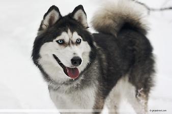 Mod The Sims - Siberian Husky for Sims 2 :)