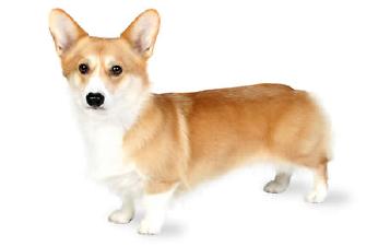 Mod The Sims - Welsh Corgis